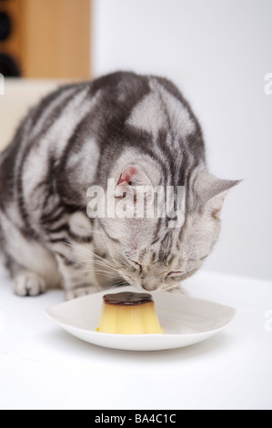 Cat sitting by pudding on plate looking up Stock Photo - Alamy