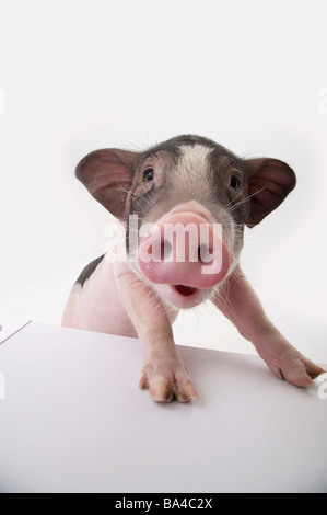 Piglet standing with mouth open front view Stock Photo - Alamy