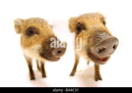 Piglet standing with mouth open front view Stock Photo - Alamy
