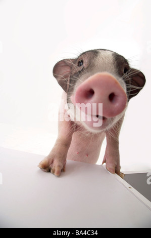 Piglet standing with mouth open front view Stock Photo - Alamy