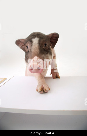 Piglet standing front view Stock Photo - Alamy
