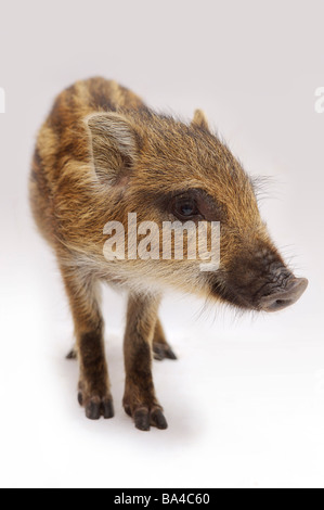 Piglet standing front view Stock Photo - Alamy