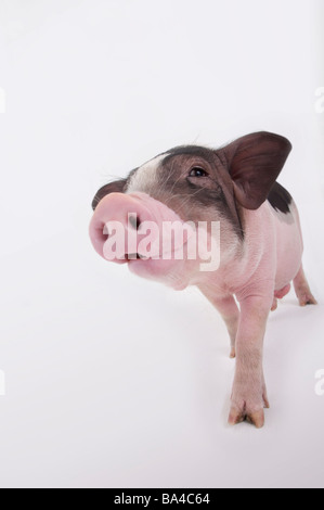 Piglet standing with smile Stock Photo - Alamy
