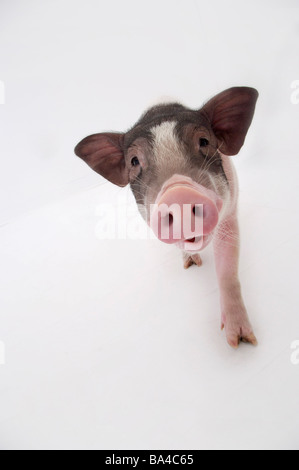 Piglet standing with mouth open front view Stock Photo - Alamy