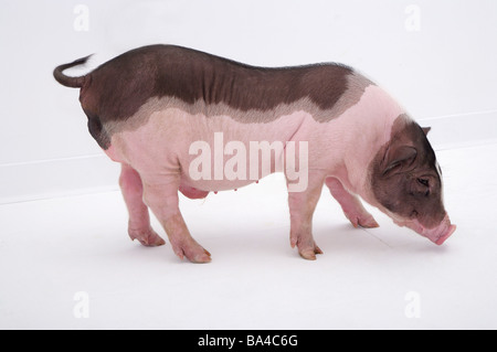 Piglet standing side view Stock Photo - Alamy
