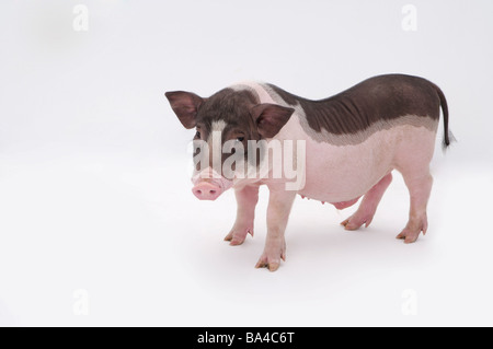 Piglet standing side view Stock Photo - Alamy