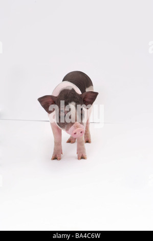 Piglet standing front view Stock Photo - Alamy