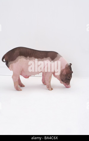 Piglet standing side view Stock Photo - Alamy