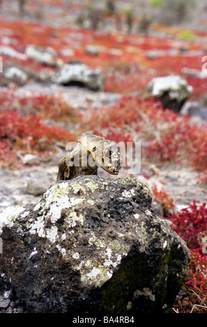 Ecuador Galapagos Islands Skeletal remains of Marine Iguana ...