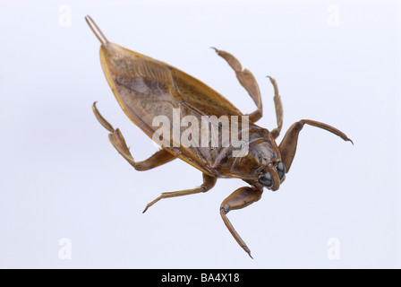 Giant water bug on white plate, water bug Lethocerus indicus ...