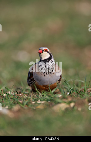Close up of a Red-Legged partridge, Scientific name: Alectoris rufa ...