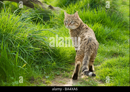 Male Asian wildcat or Indian desert cat ( Felis silvestris ornata), N W ...