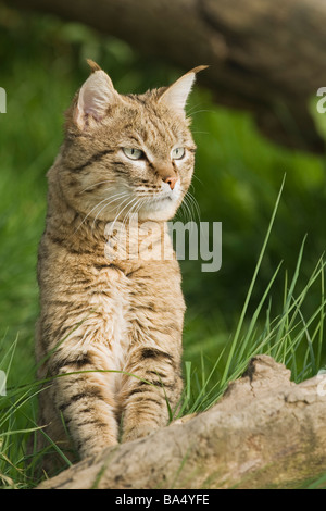 Male Asian wildcat or Indian desert cat ( Felis silvestris ornata), N W ...