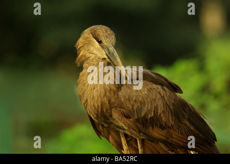 Hammerkop (scopus umbretta Stock Photo - Alamy