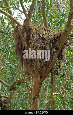 Hammerkopf / Hamerkop / Scopus umbretta Stock Photo - Alamy