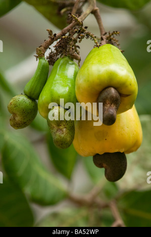 The cashew tree is a tropical evergreen tree native to South America in ...