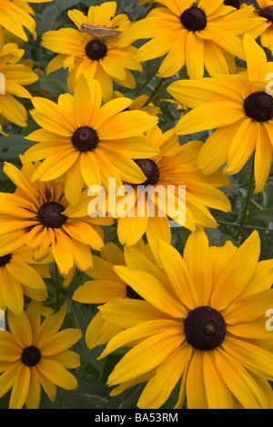 Grasshopper on yellow flowers, close-up Stock Photo - Alamy