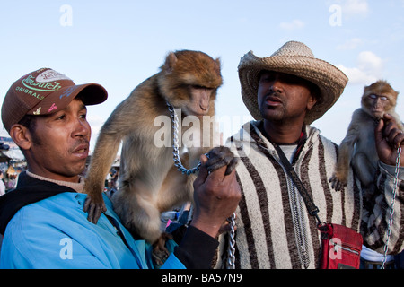 Local Moroccan men with tame pet monkeys pose for photographs on the ...