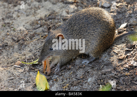 Southern Brown Bandicoot (Isoodon obesulus) digging, Tasmania ...