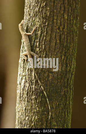 A Slender Anole (Anolis fuscoauratus) on a tree in the Amazon flooded ...