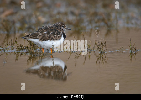 Turnstone, Ruddy Turnstone, Arenaria interpres Adult moult breeding ...