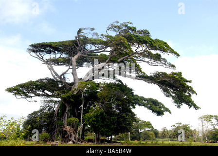giant tropical tree Vanuatu Oceania Stock Photo - Alamy