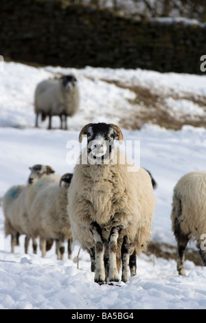 Swaledale sheep in Winter. A Swaledale ewe (female sheep) facing left ...