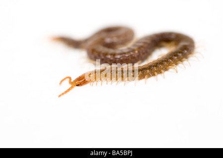 Snake or Garden Centipede Geophilus Stock Photo - Alamy