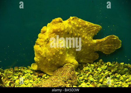 Tropical fish Aqaba Stock Photo - Alamy