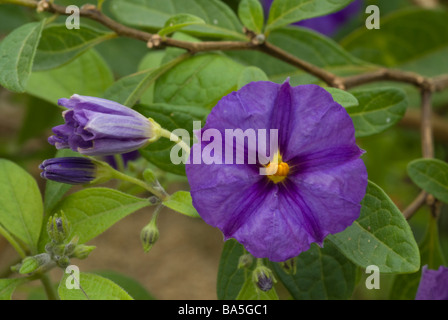 Solanum rantonnetii Royal Robe Blue Potato Bush, Solanaceeae Stock ...