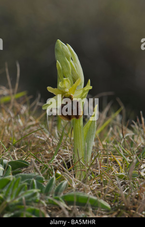 Early-spider Orchid at Durlston Country Park Dorset UK Stock Photo - Alamy
