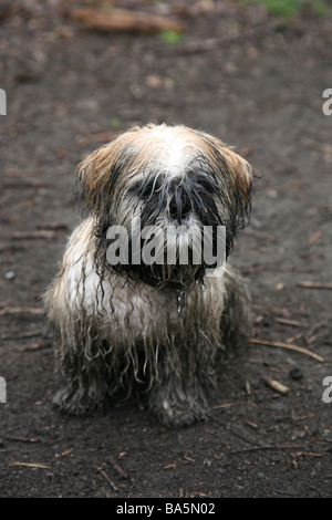 A very muddy shitzu puppy after a long walk in the woods Stock Photo ...