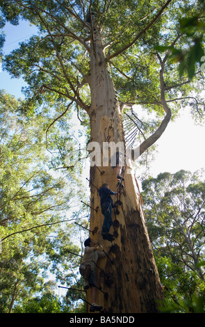 The Gloucester Tree at Pemberton, Southwest Western Australia. Worlds ...
