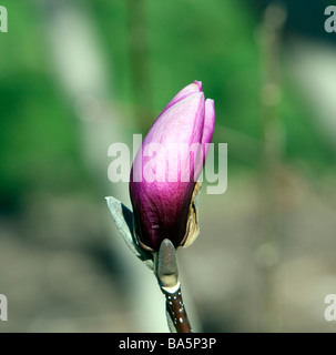 A purple MAGNOLIA X 'SUSAN' MAGNOLIACEAE CULTIVAR Stock Photo - Alamy