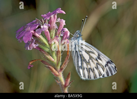 A spring white butterfly (Pontia sisymbrii) alights on the flowers of a ...