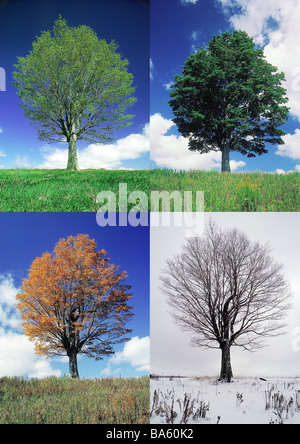 Maple Acer spec. Spring meadow foliage-tree tree nature vegetation ...