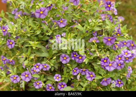 Solanum rantonnetii Royal Robe Blue Potato Bush, Solanaceeae Stock ...