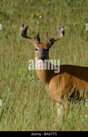 Young white-tailed buck with a growth under his chin Stock Photo - Alamy