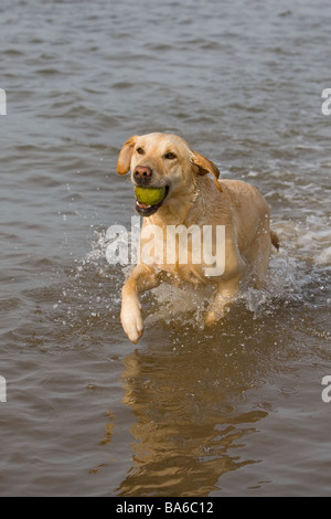 Labrador Gun Dogs Norfolk Stock Photo - Alamy