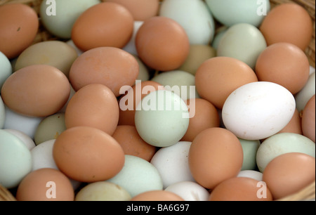Different types of free range eggs with raw eggs in a bowl and shells ...