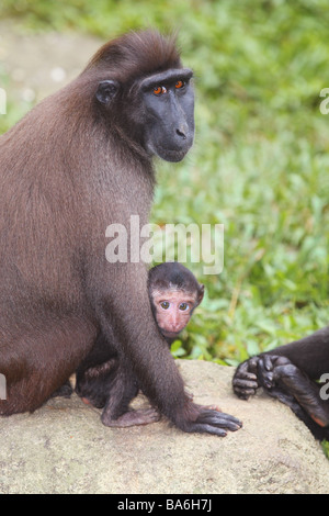 A crested macaque (Macaca nigra) sits on liana vine in a background of ...