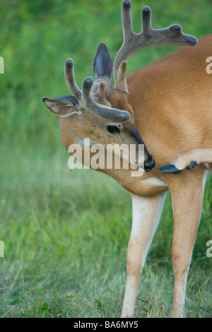White-tailed buck scratching his velvet antlers Stock Photo - Alamy