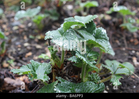 Strawberry plant after rain. Strawberry fruit between wet leaves. Ripe ...
