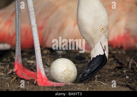 Chile-flamingos Phoenicopterus chilensis nests broods dispute precinct ...