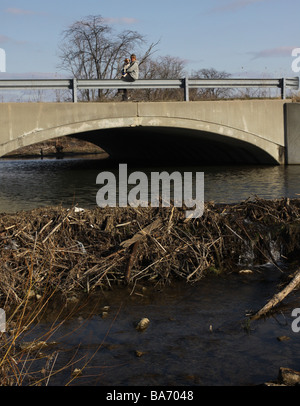 beaver dam near bridge creek wetland pest flooded road rodent mammal ...
