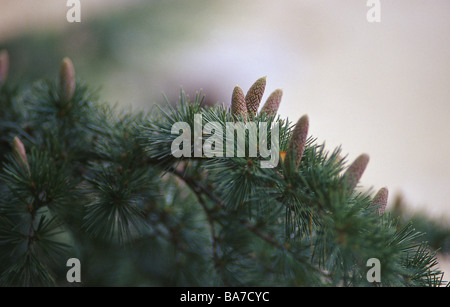 Conifer detail branch needles taps nature plant vegetation botany plant ...