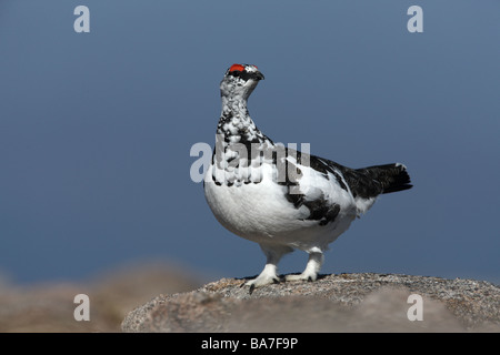 Ptarmigan, Lagopus mutus, male, spring, Scotland Stock Photo - Alamy