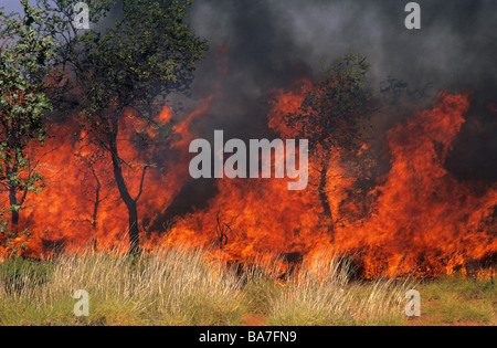 Controlled bush fire in Kakadu National Park Stock Photo - Alamy