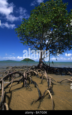 Dunk Island Mangroves Queensland Australia Stock Photo - Alamy