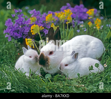 A Himalayan rabbit Stock Photo - Alamy